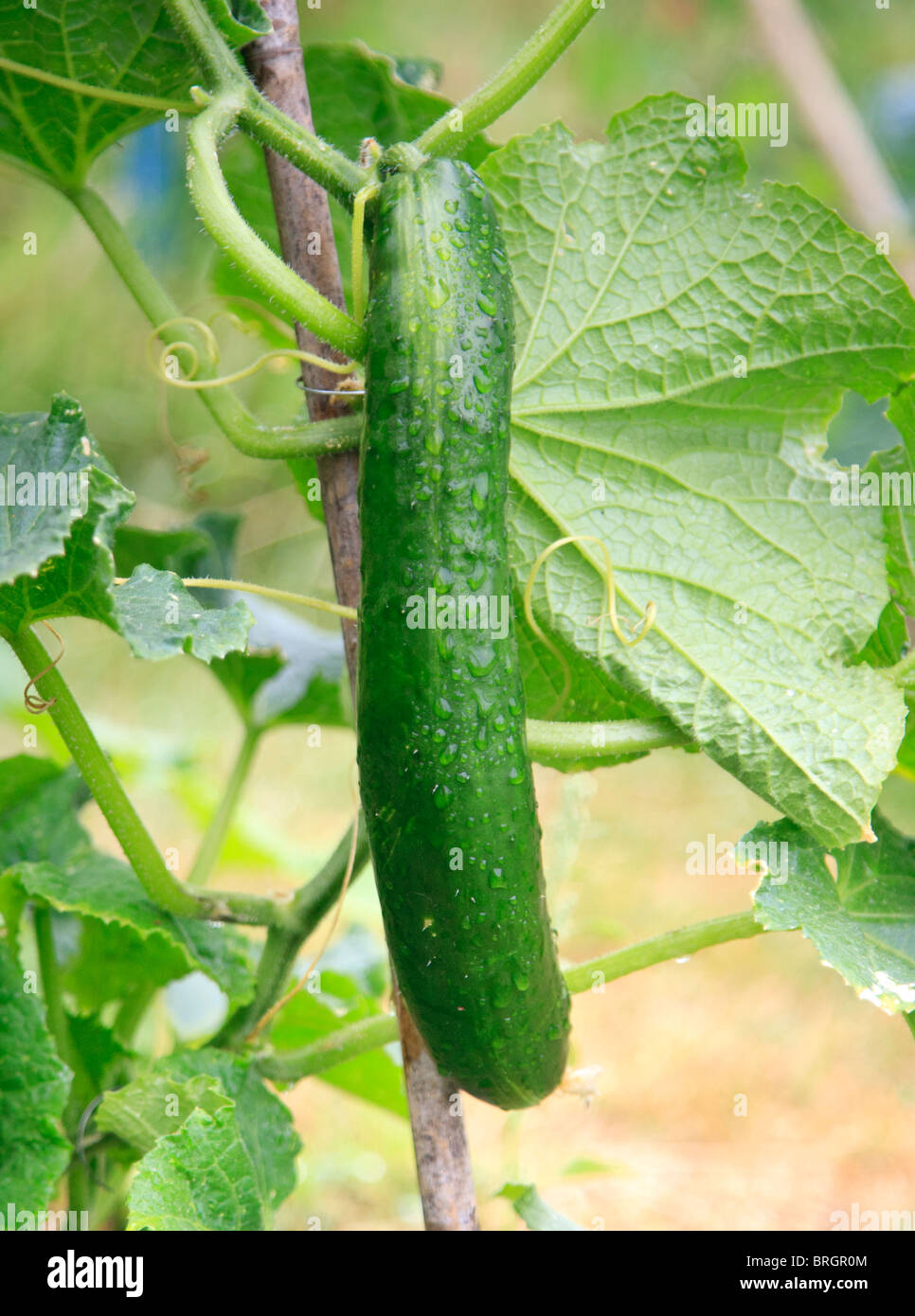 Cucumber with raindrops growing on a London allotment Stock Photo - Alamy