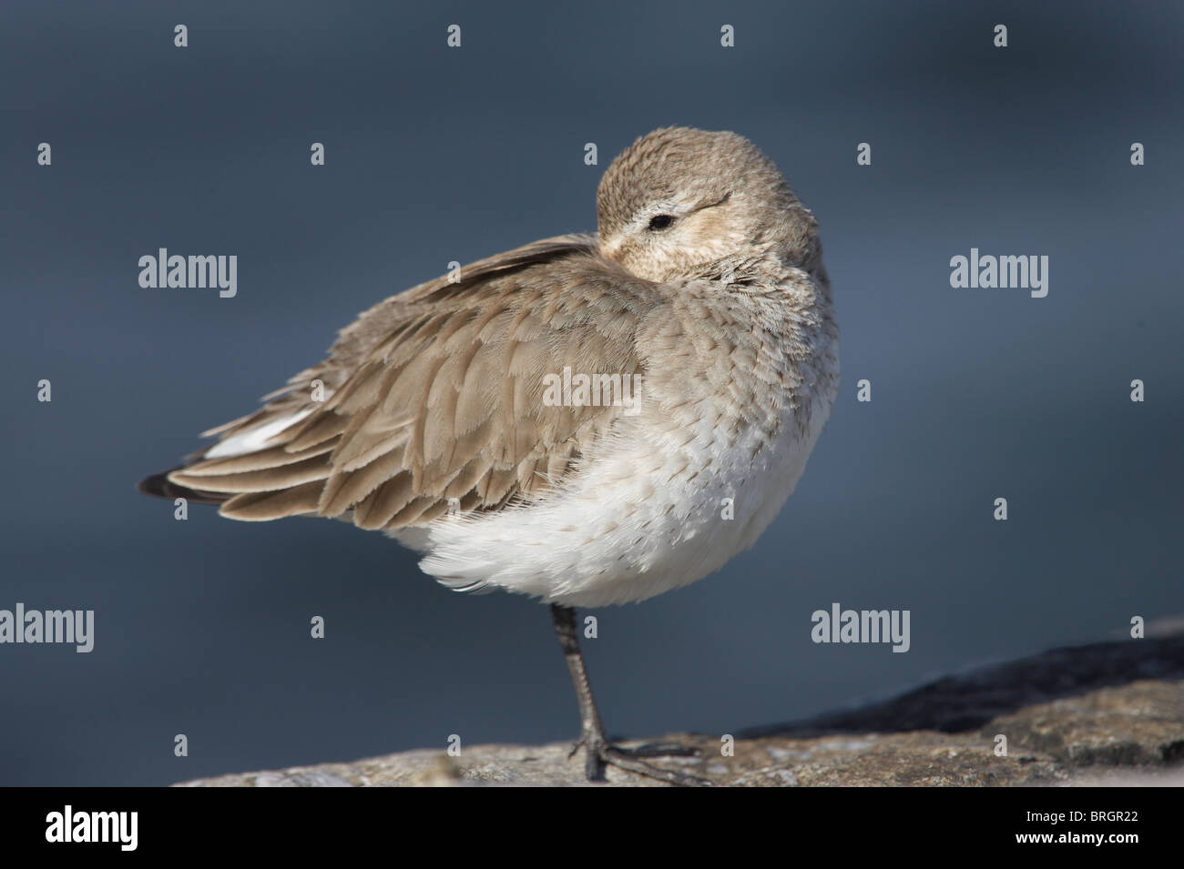 Dunlin Perched on a Rock Trying to Sleep Stock Photo - Alamy