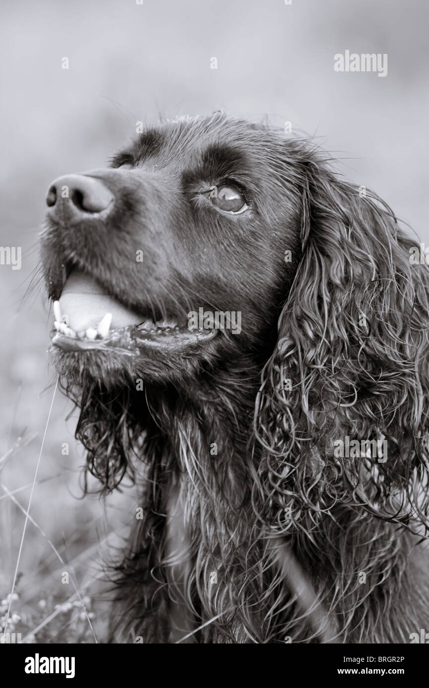 B&W portrait of English cocker spaniel Stock Photo - Alamy