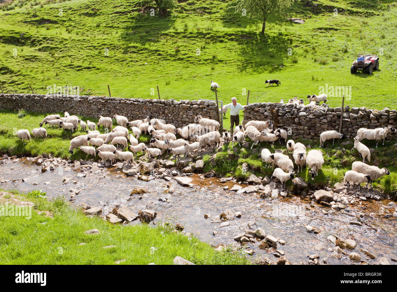 A farmer in the Yorkshire Dales National Park rounding up his sheep ...