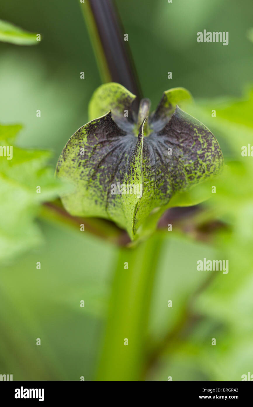 Calyx hi-res stock photography and images - Alamy