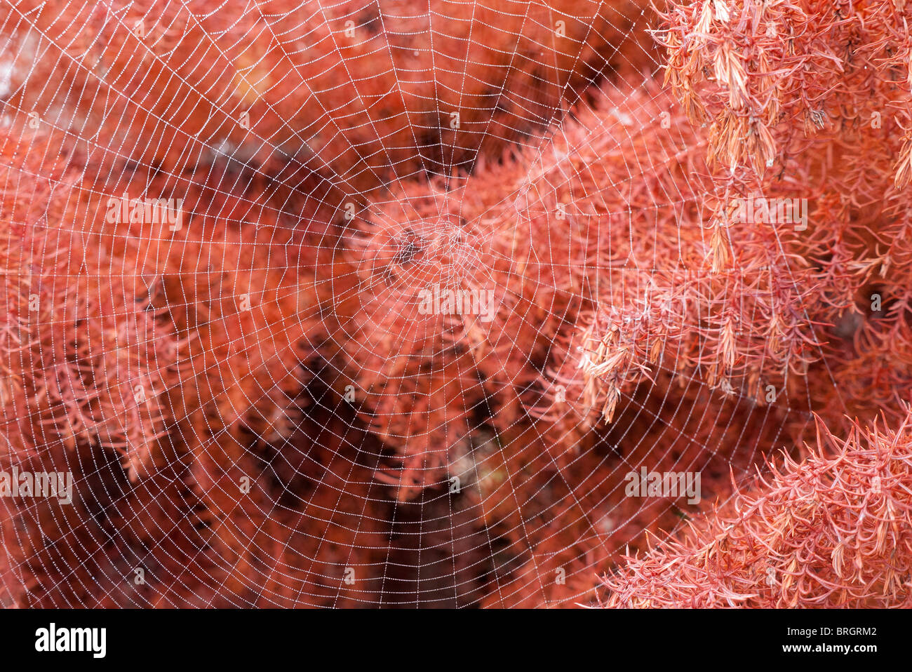 Red spiders hi-res stock photography and images - Alamy