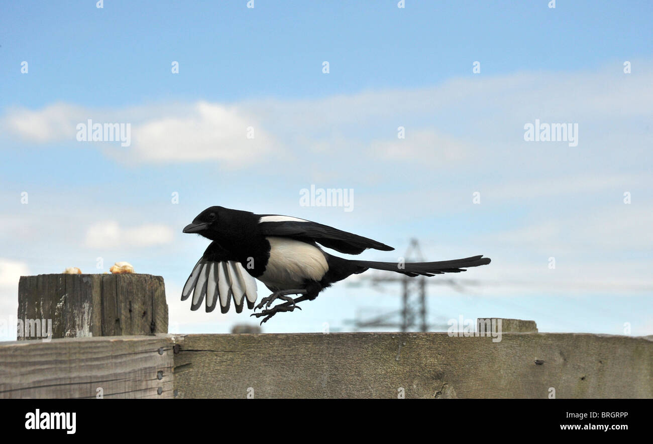 Black and white bird in flight hi-res stock photography and images - Alamy
