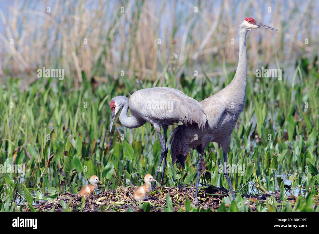Crane with chicks at the nest hi-res stock photography and images - Alamy
