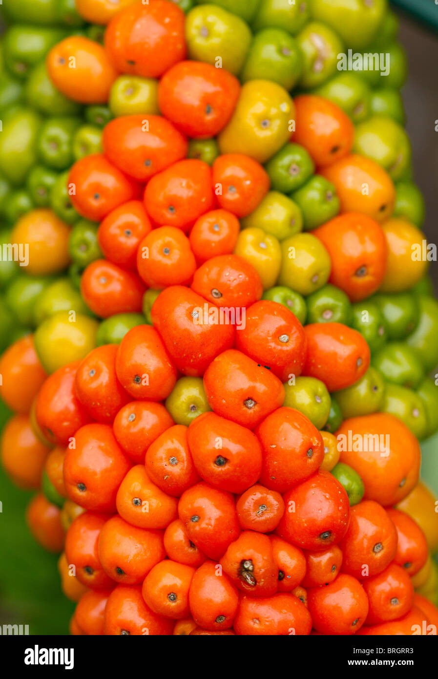 Voodoo Lily (Dracunculus vulgaris) fruits beginning to grow to hold the ...