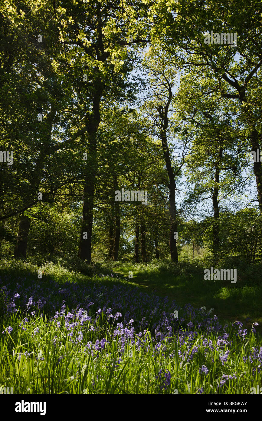 Bluebells oak tree hi-res stock photography and images - Alamy