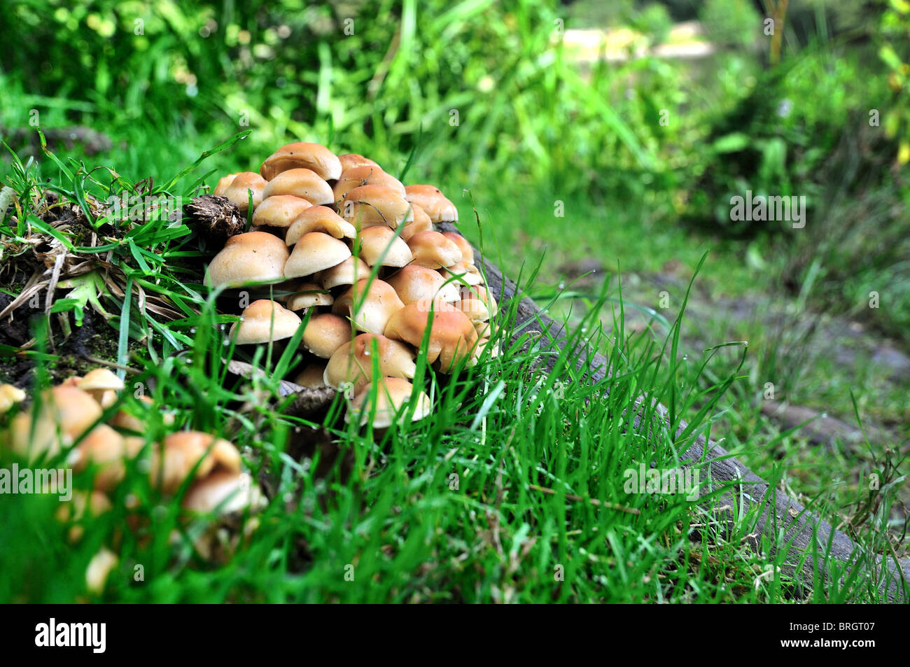 Sulphur Tuft fungi growing on ground Stock Photo - Alamy
