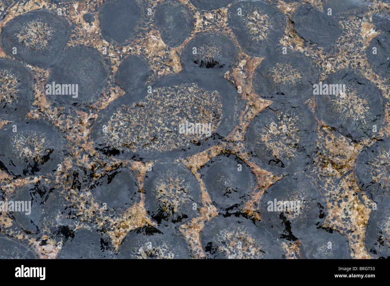Close-up orbicular granite rock Granito Orbicular Santuario de la ...