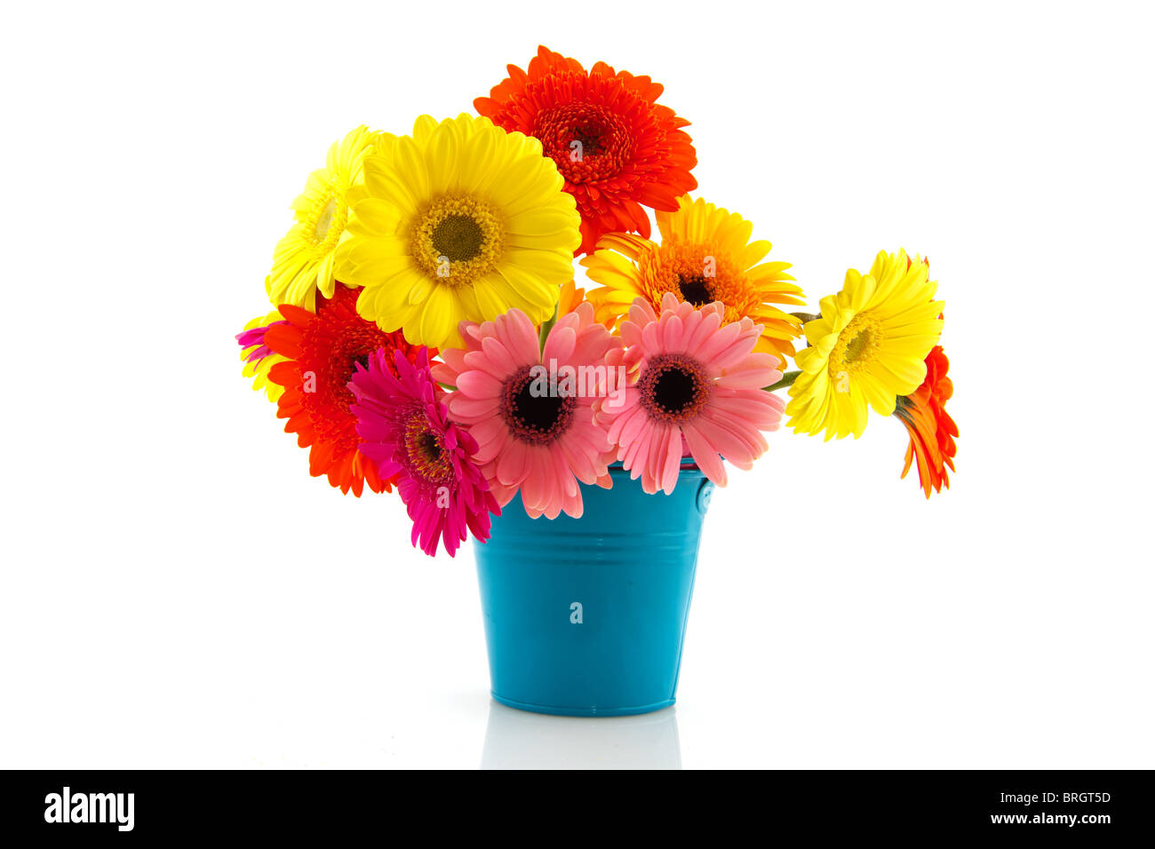 Colorful Gerber bouquet in different colors isolated over white Stock ...