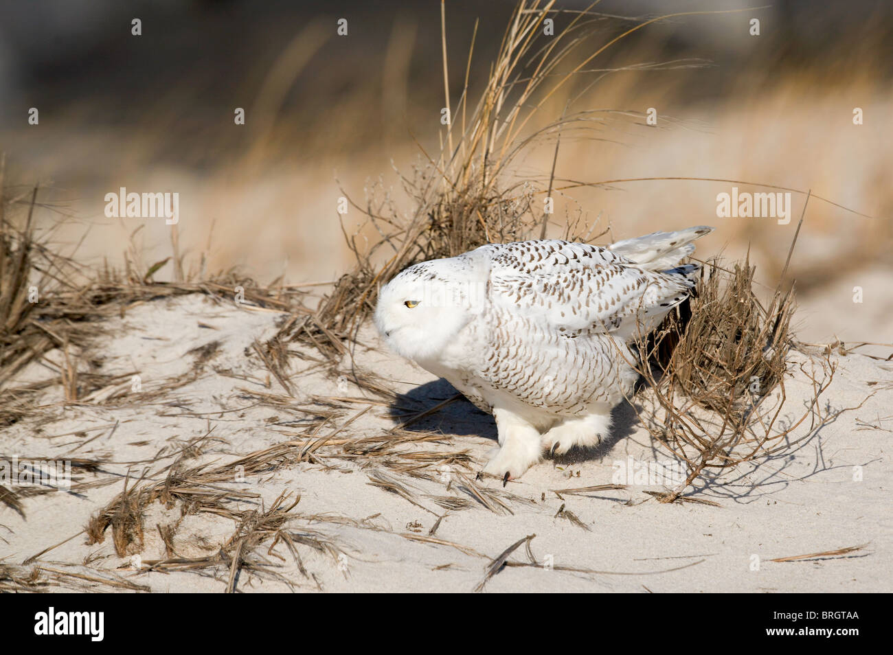 Snowy Owl Walking on the Beach Stock Photo - Alamy