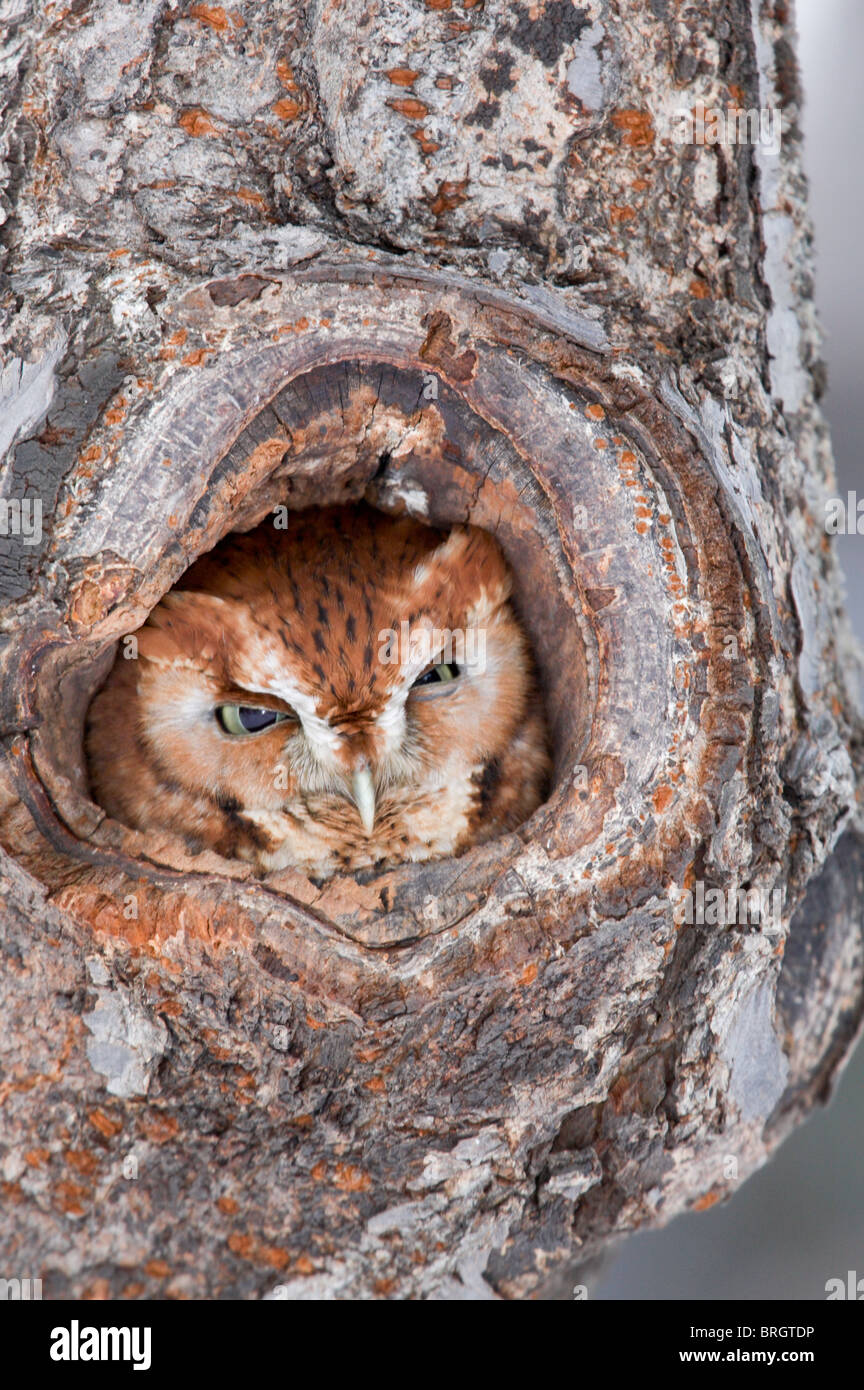 Eastern Screech-Owl (Red Morph) Looking Out From a Cavity in a Tree ...