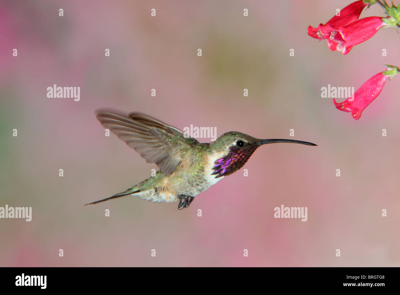Lucifer Hummingbird Adult Male Stock Photo - Alamy