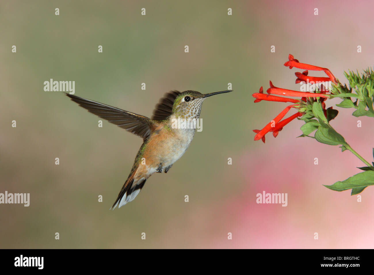 Broad-tailed Hummingbird Adult Female Stock Photo - Alamy
