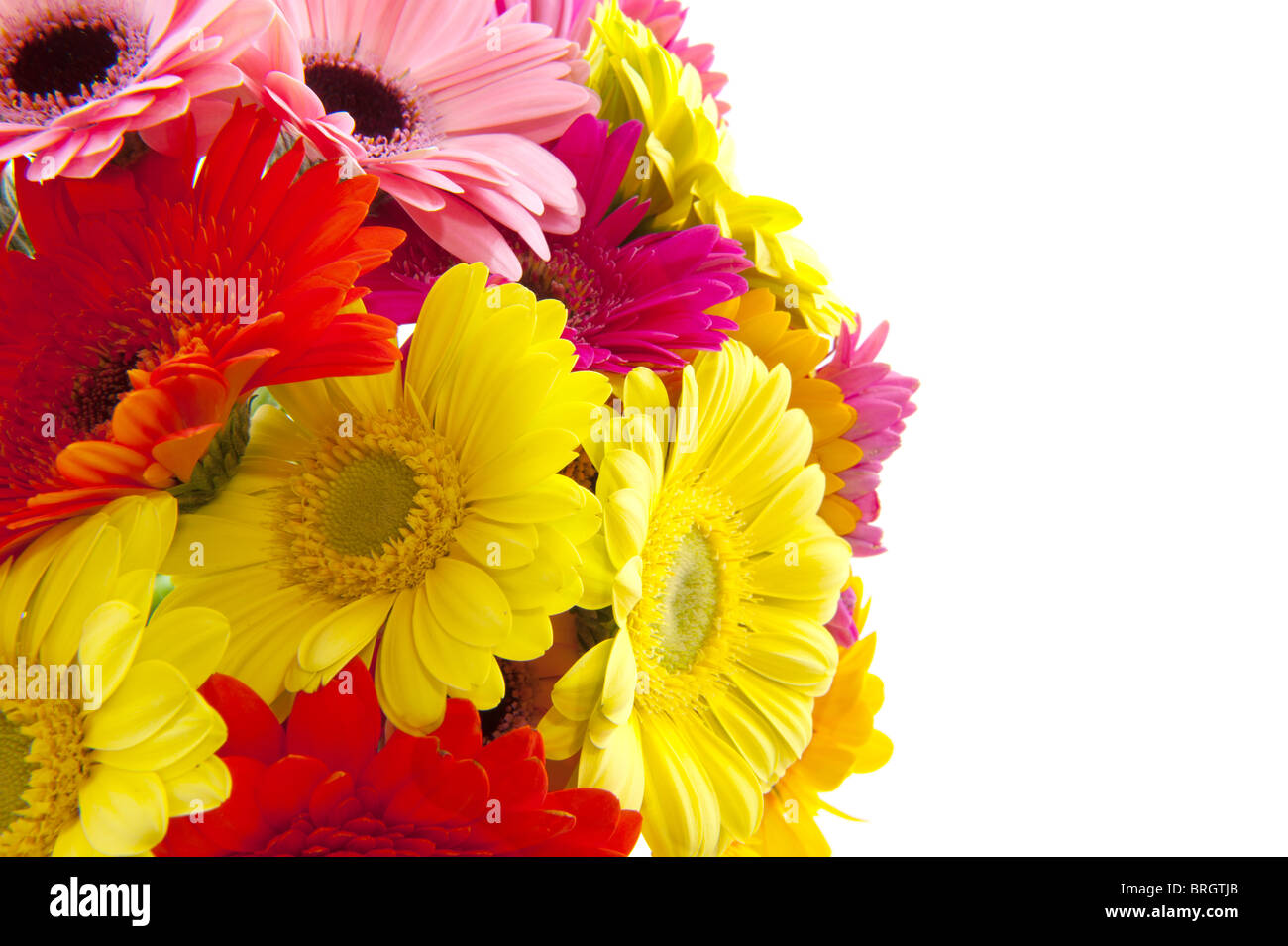 Colorful Gerber bouquet in different colors isolated over white Stock ...