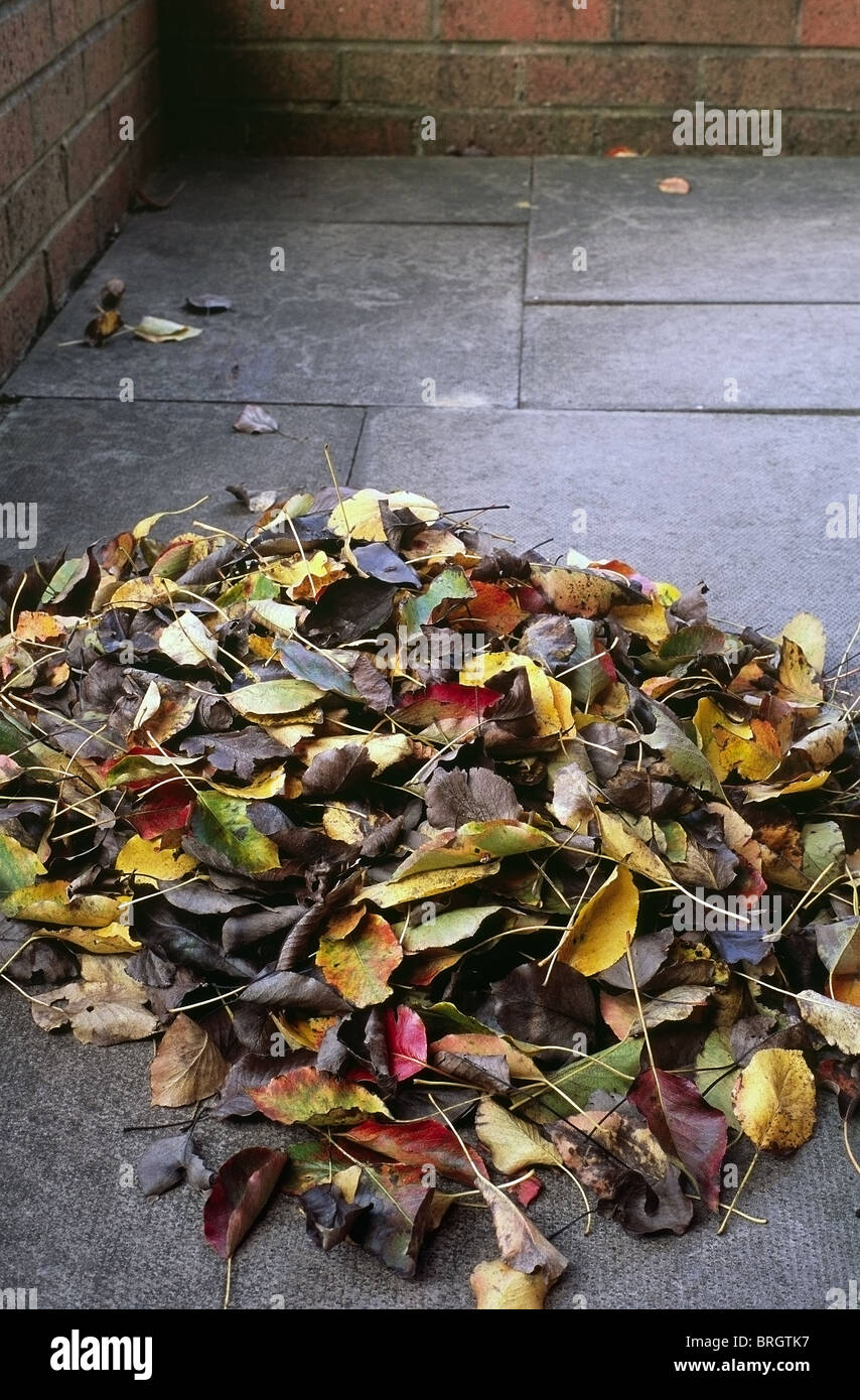 Fallen leaf on paving slabs hi-res stock photography and images - Alamy