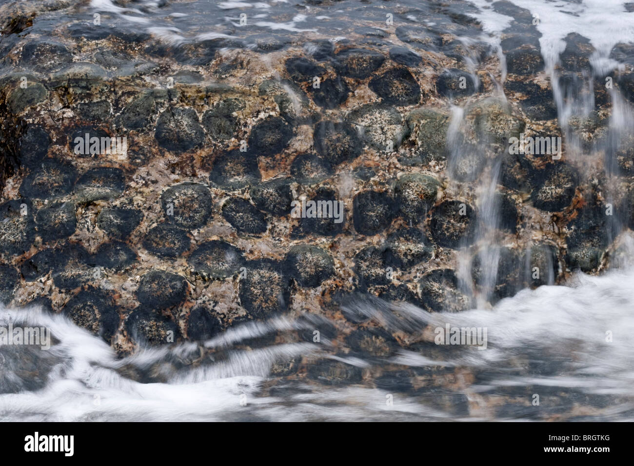 Close-up of the orbicular granite rock washed by Waves of Pacific Ocean ...