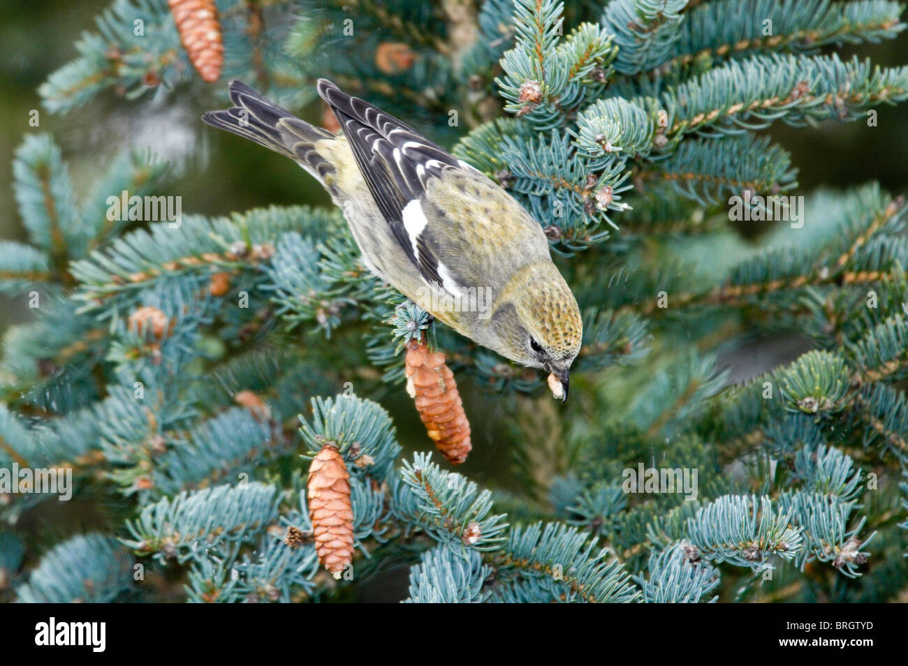 Adult Female White-winged Crossbill Feeding in Pine Tree Stock Photo ...