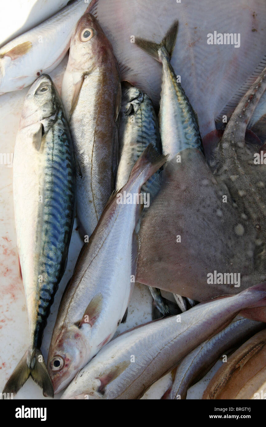 Freshly caught fish Stock Photo - Alamy