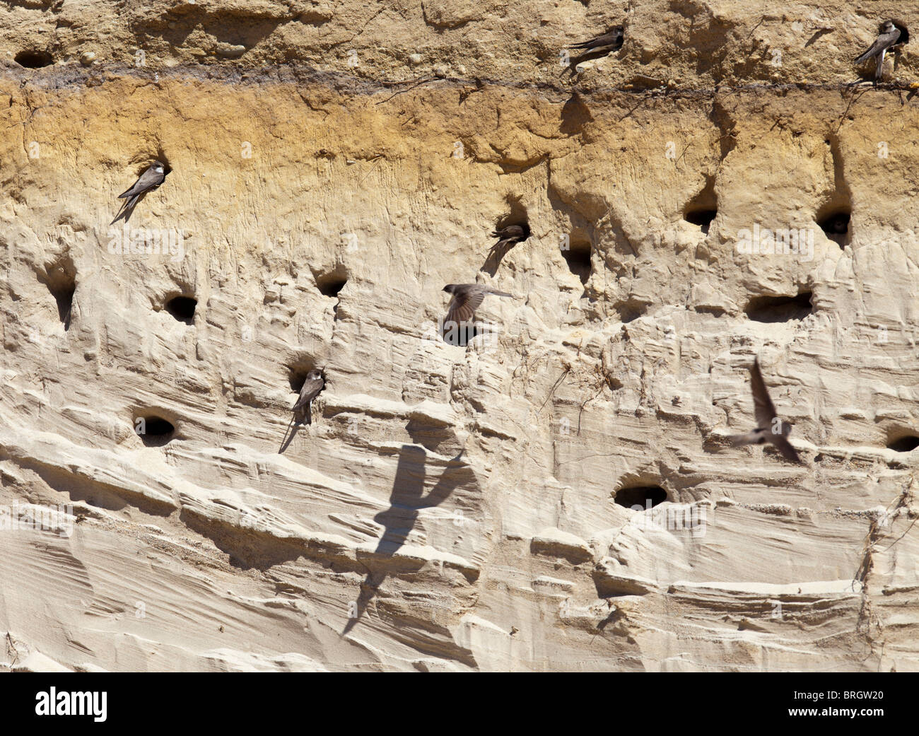 Sand Martin ( Riparia Riparia ) swallow nesting site on a sandbank wall ...