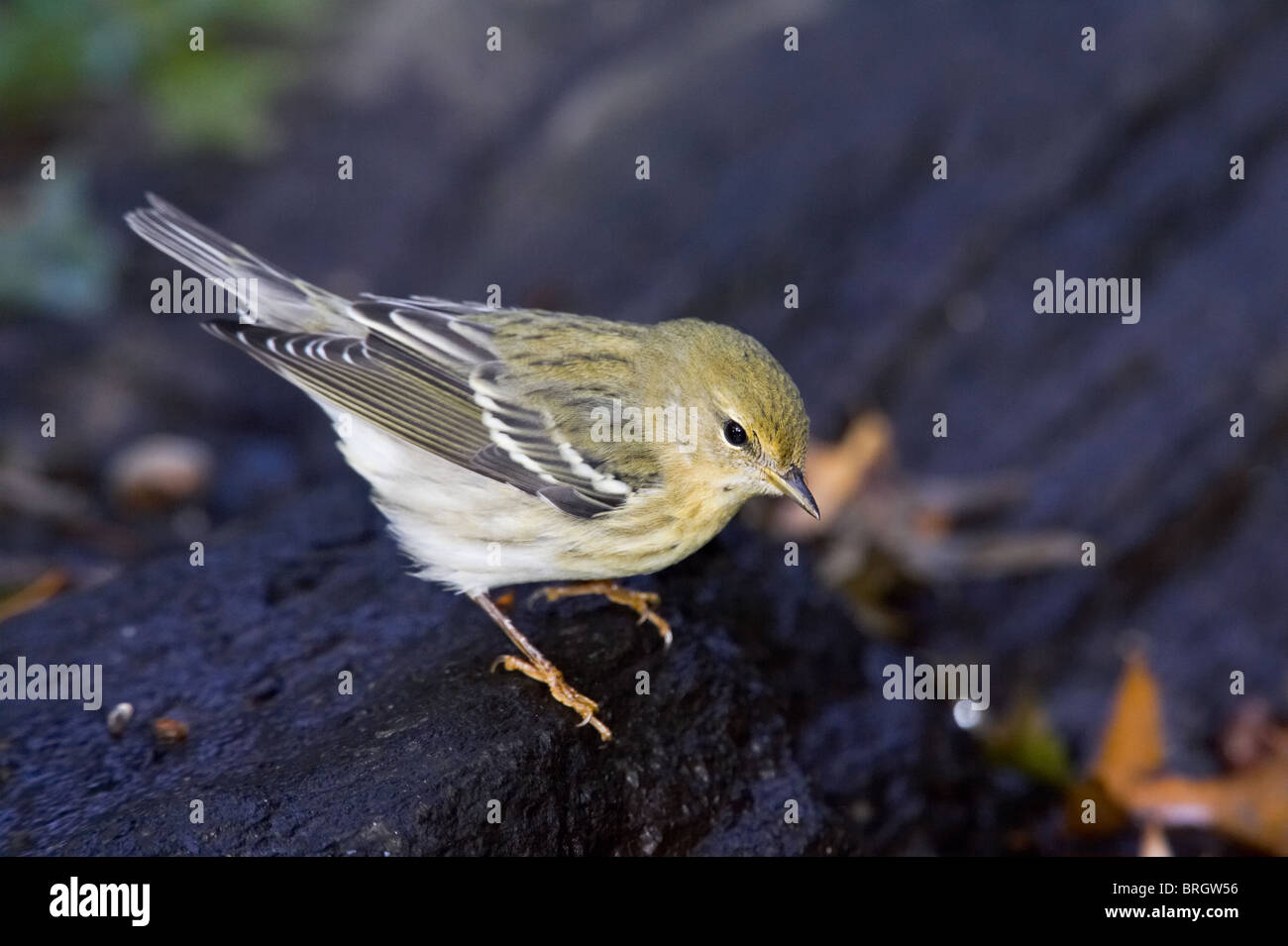 Female Blackpoll High Resolution Stock Photography and Images - Alamy