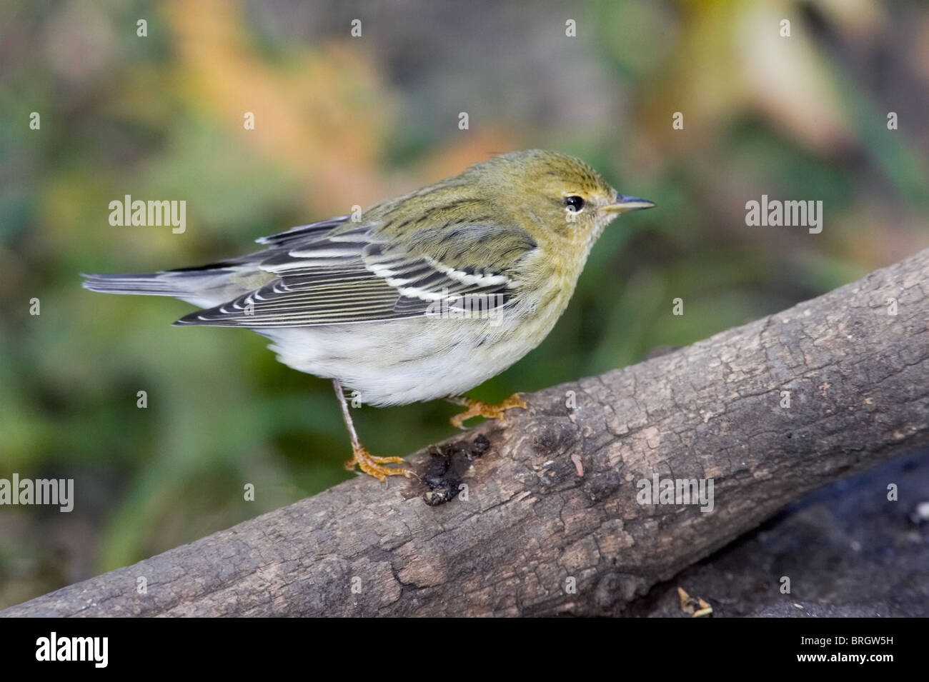 Female Blackpoll High Resolution Stock Photography and Images - Alamy