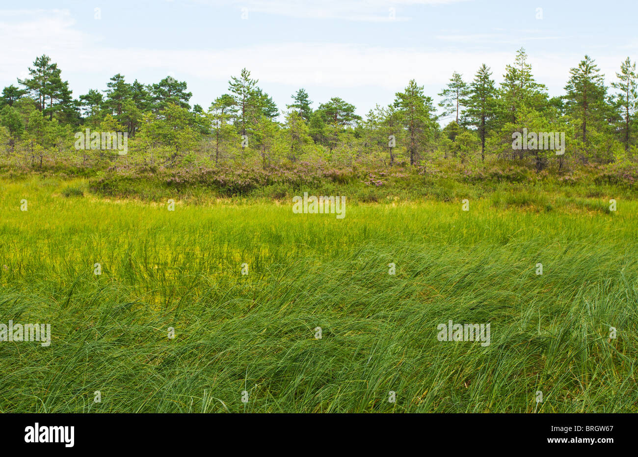 Estonian countryside hi-res stock photography and images - Alamy