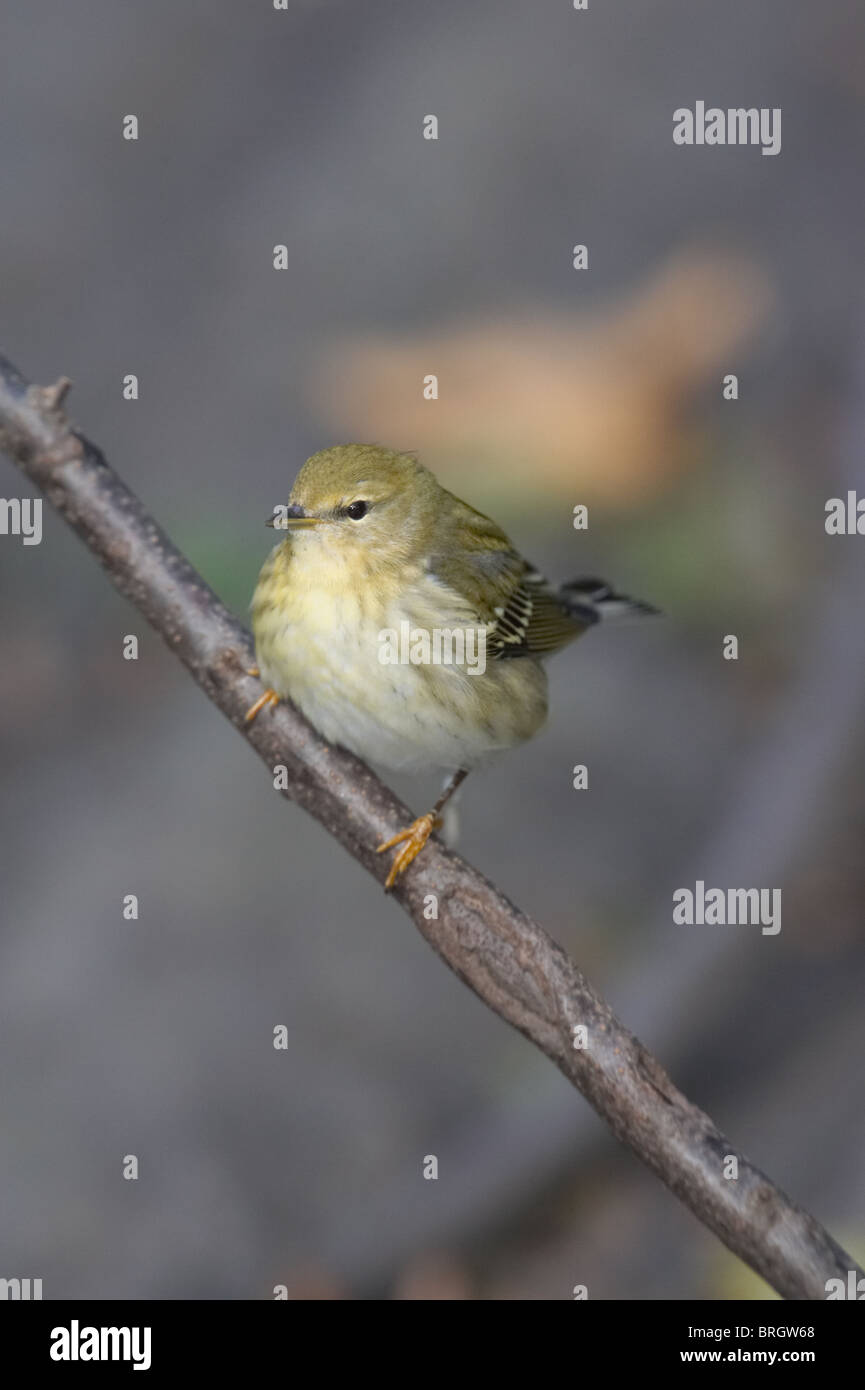 Female Blackpoll Warbler Perched on a Branch Stock Photo - Alamy