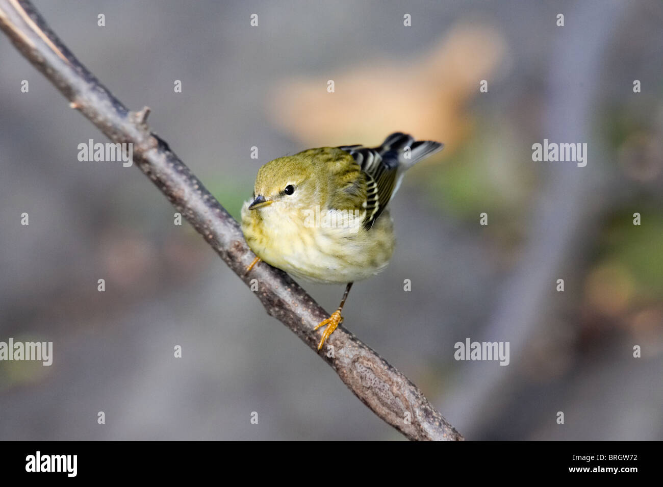Female Blackpoll High Resolution Stock Photography and Images - Alamy