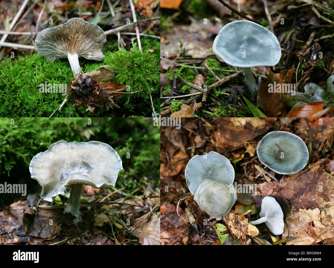 Aniseed Cap, Aniseed Funnel or Blue-green Clitocybe, Clitocybe odora ...