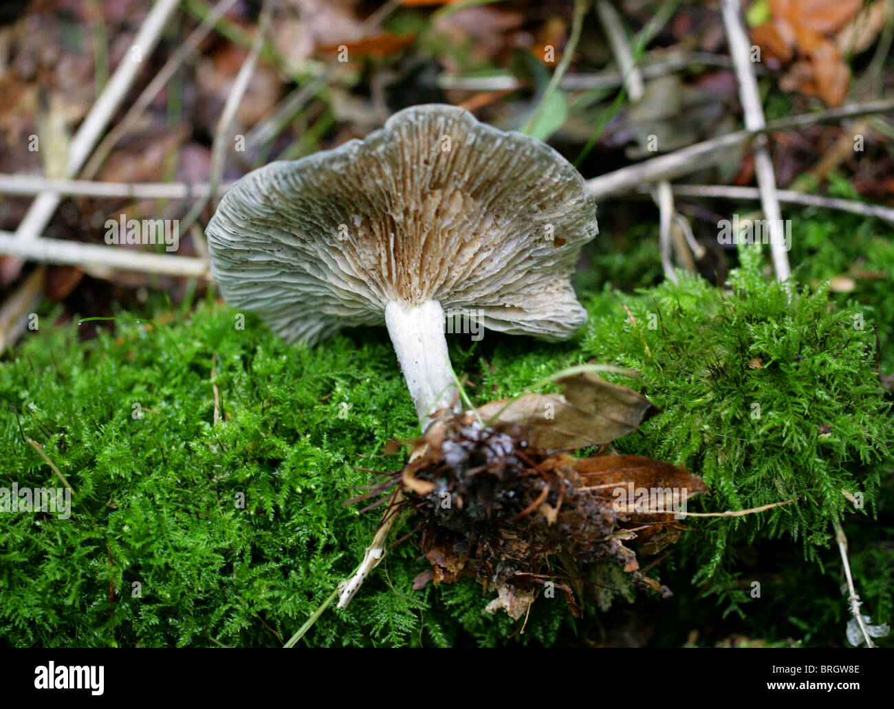 Aniseed Cap, Aniseed Funnel or Blue-green Clitocybe, Clitocybe odora ...
