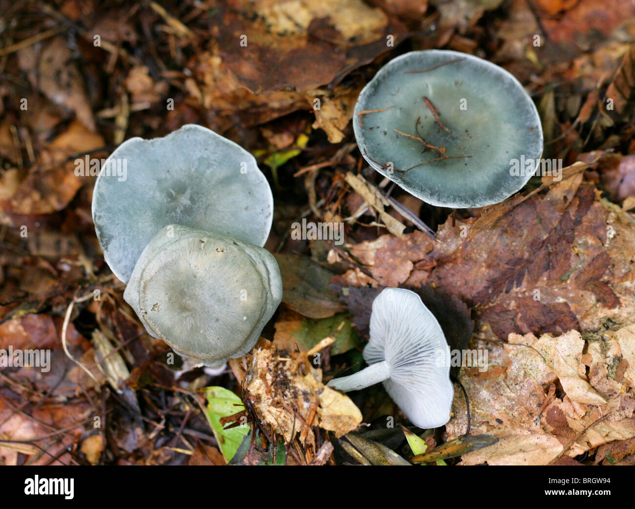 Aniseed funnel cap mushroom hi-res stock photography and images - Alamy