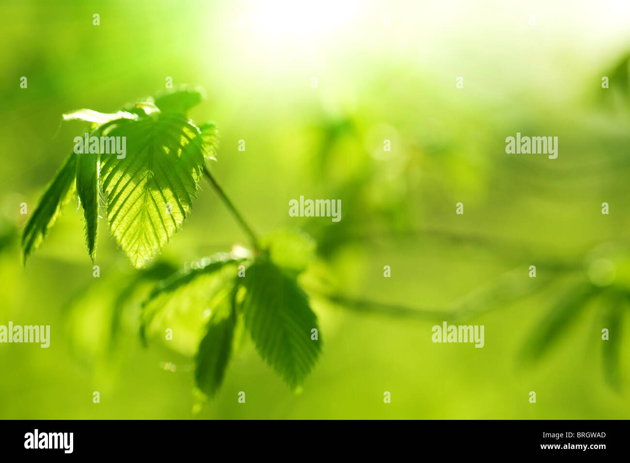 Hazel tree hi-res stock photography and images - Alamy