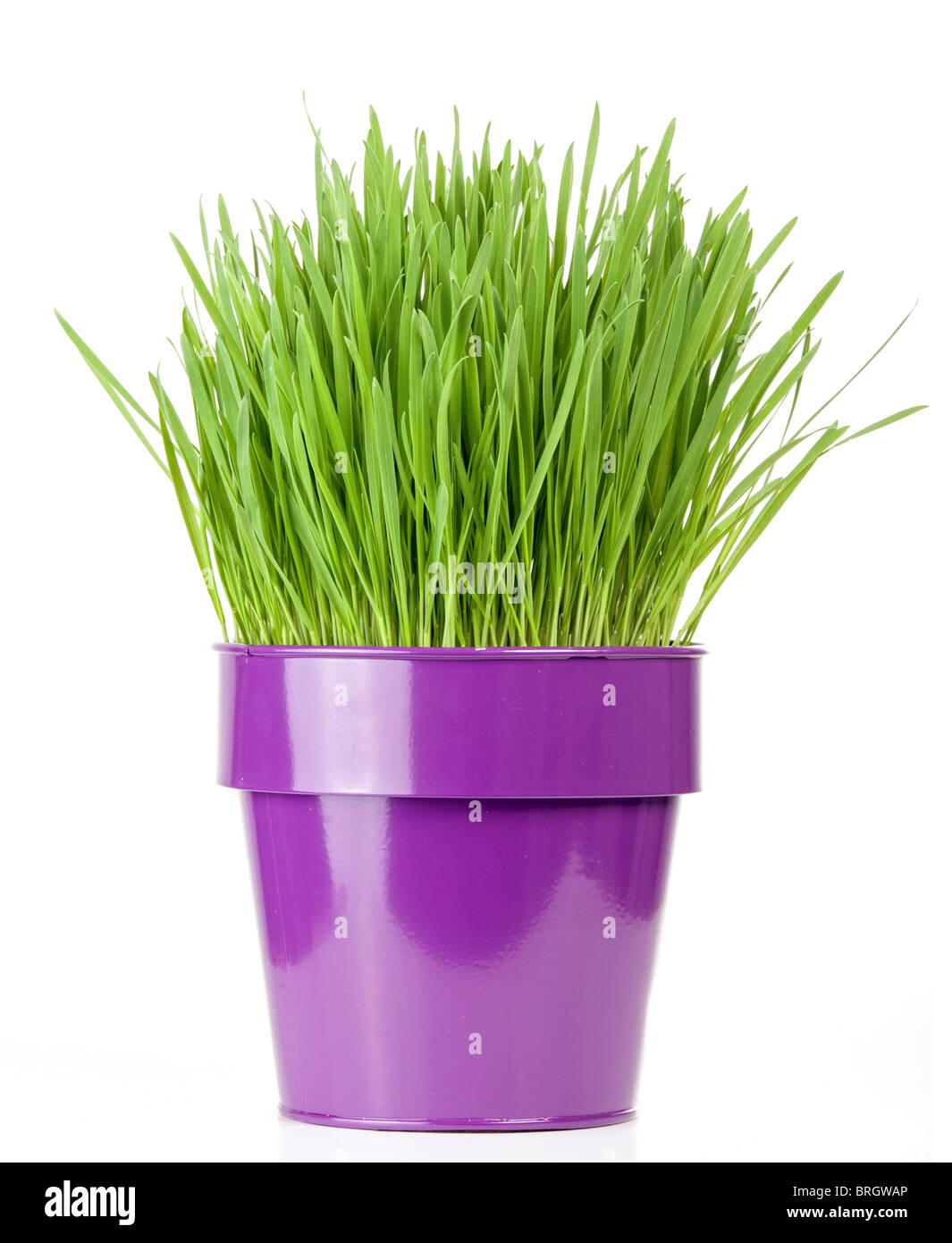 Catnip potted plant hi-res stock photography and images - Alamy