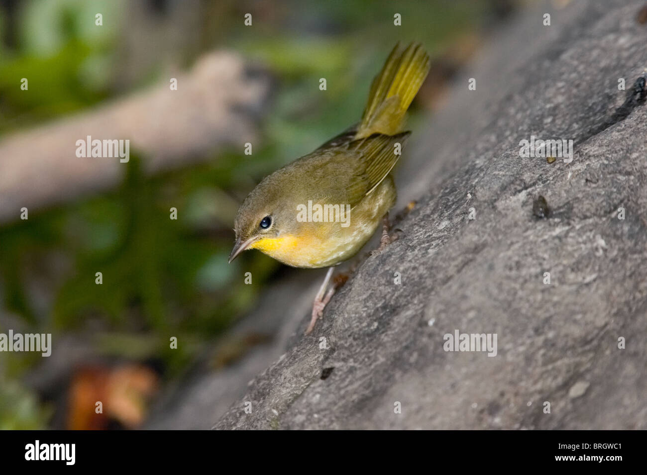 Common yellowthroat female bird hi-res stock photography and images - Alamy