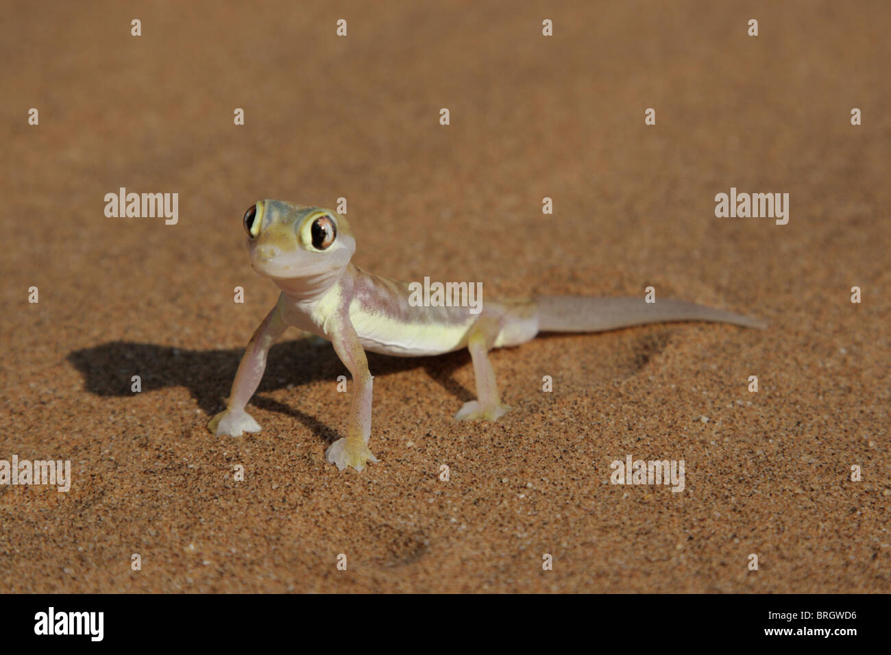 Palmatogecko (Pachydactylus rangei), also known as Web-footed Gecko, a ...