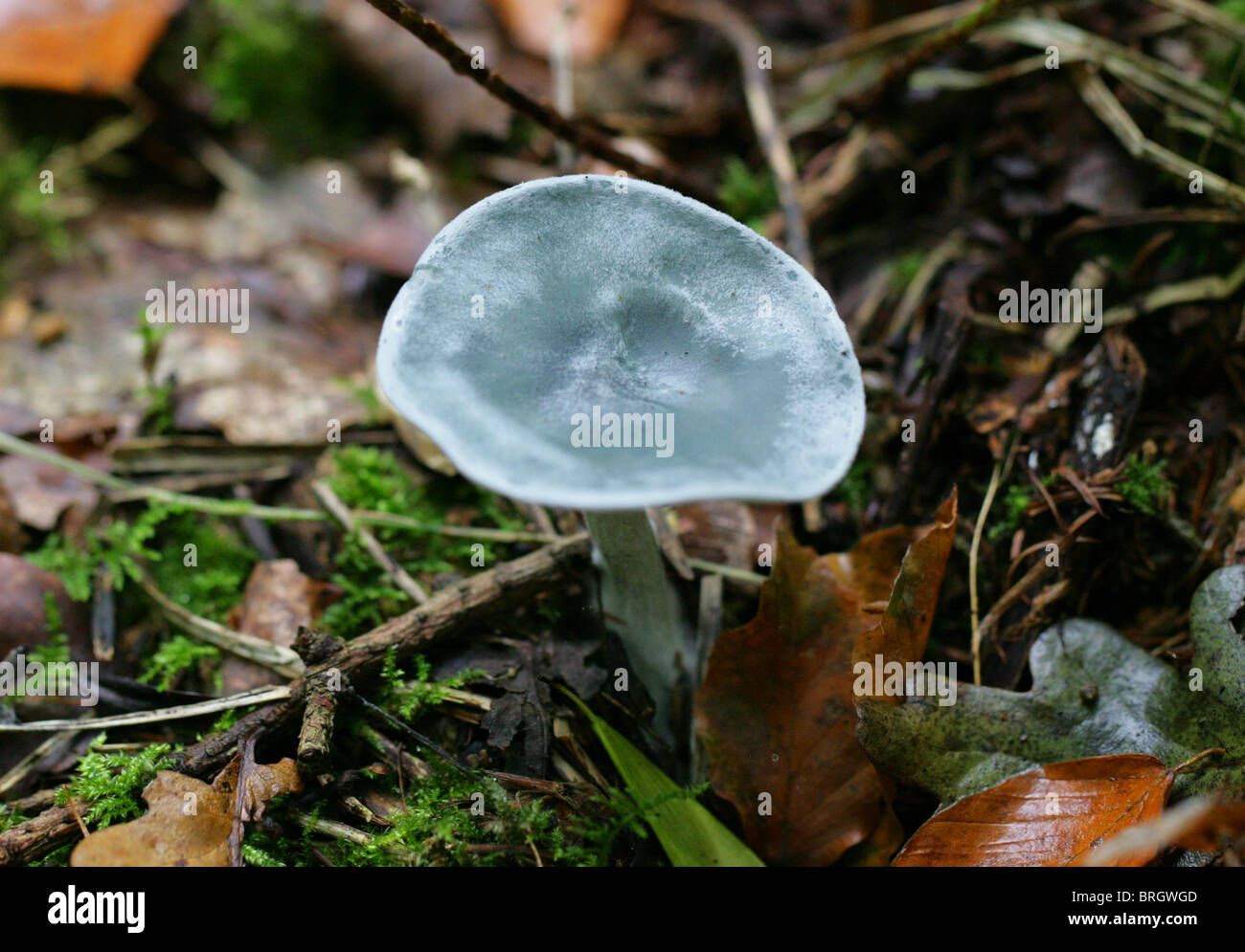 Aniseed funnel cap mushrooms hi-res stock photography and images - Alamy