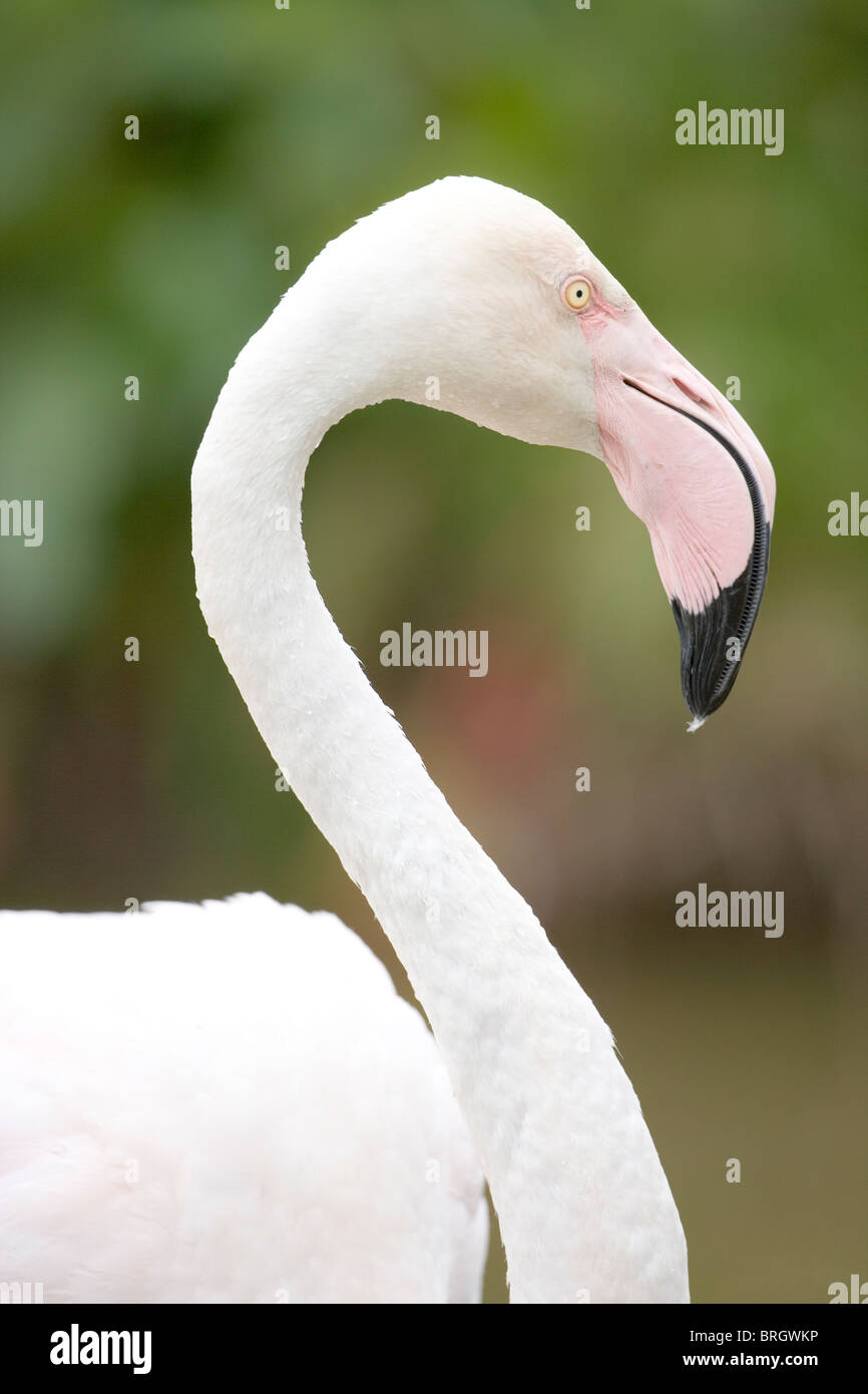 Phoenicopterus Roseus Face High Resolution Stock Photography and Images ...