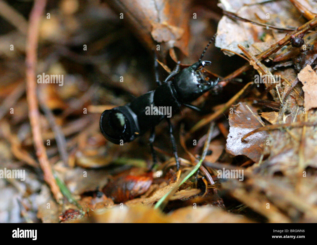 Devil's Coach-Horse Beetle, Ocypus olens (Staphylinus olens ...