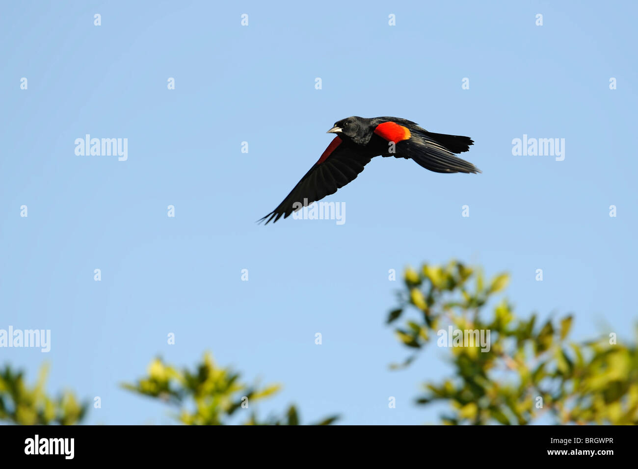 a red winged blackbird in flight Stock Photo - Alamy