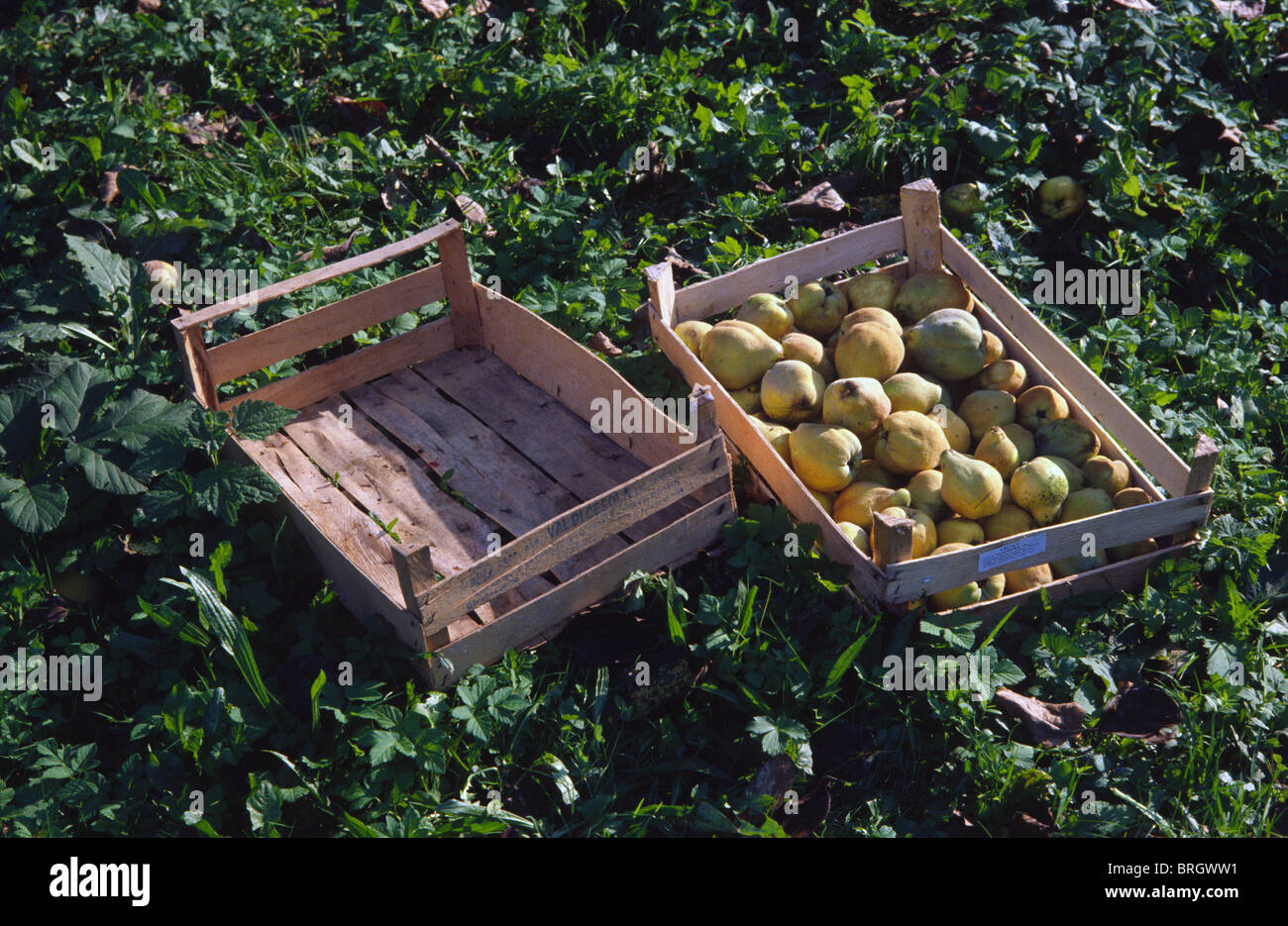 Quince in box Stock Photo - Alamy