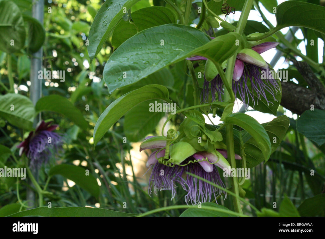 Tropical fruit and flowers hi-res stock photography and images - Alamy