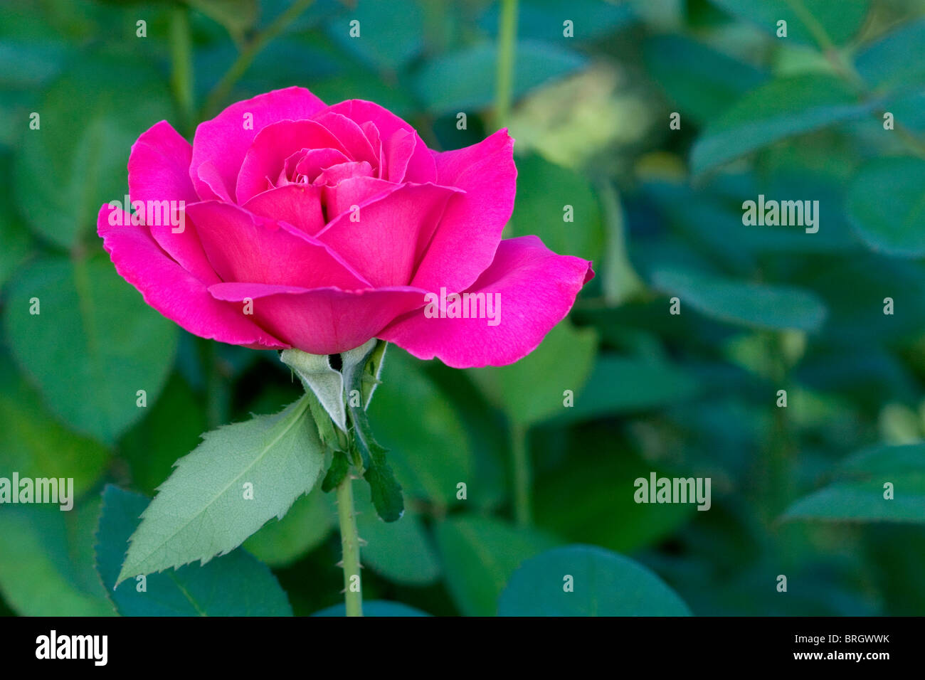 Hot pink colored tea rose bloom in Boise, Idaho, USA Stock Photo - Alamy