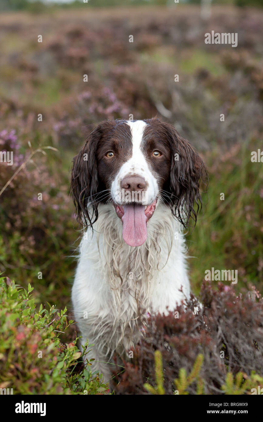 Portrait of Springer Spaniel Stock Photo - Alamy