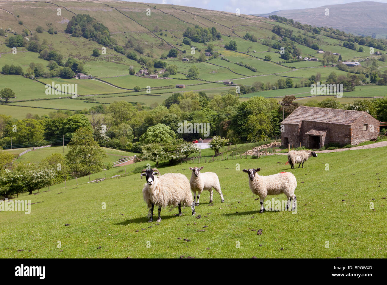 Sheep in Dentdale in the Yorkshire Dales National Park near the village ...
