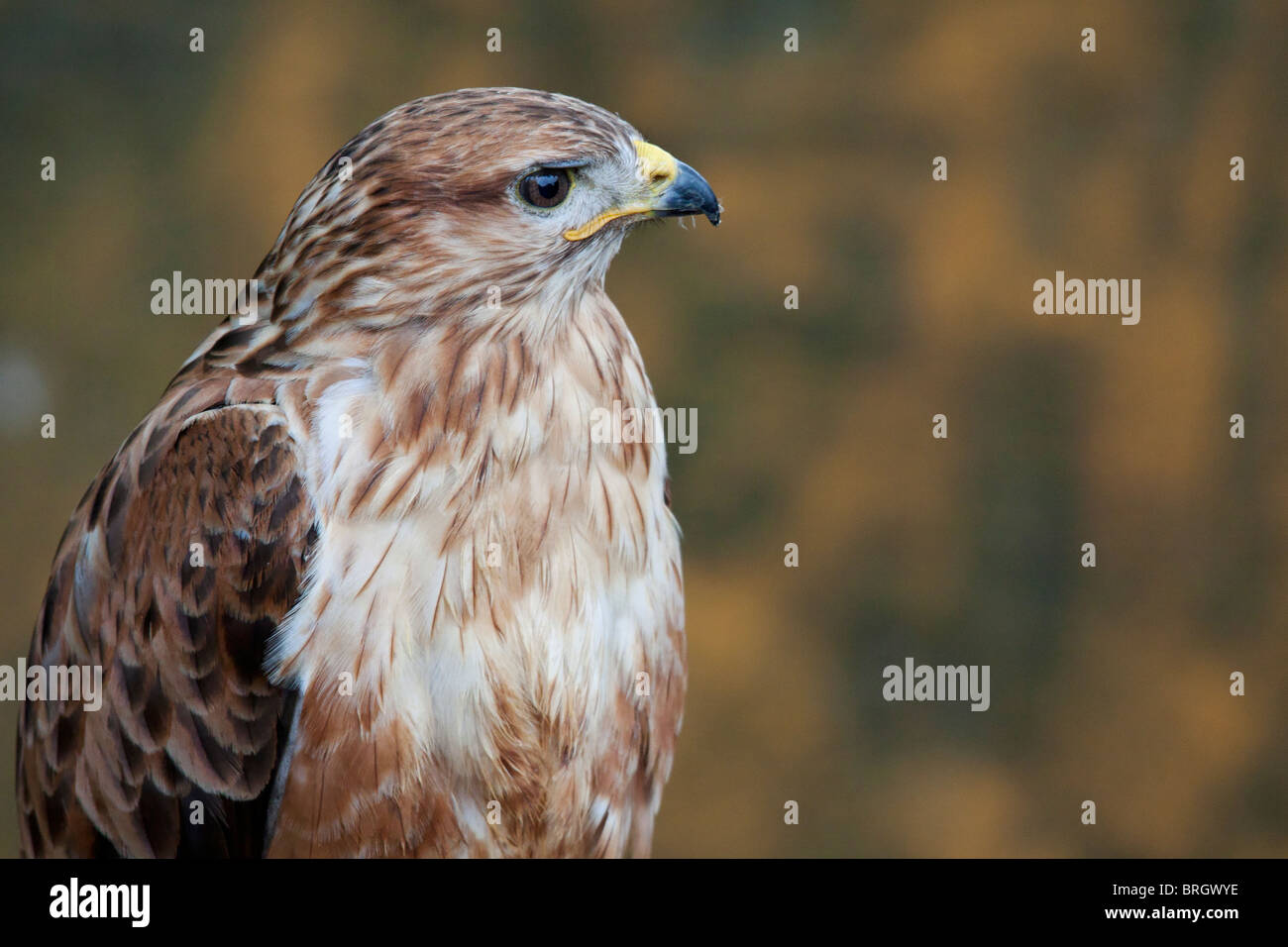 Chicken hawk hi-res stock photography and images - Alamy