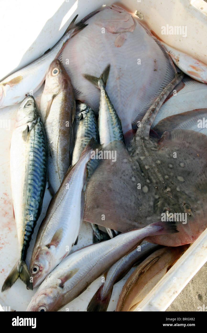 Freshly caught fish Stock Photo - Alamy