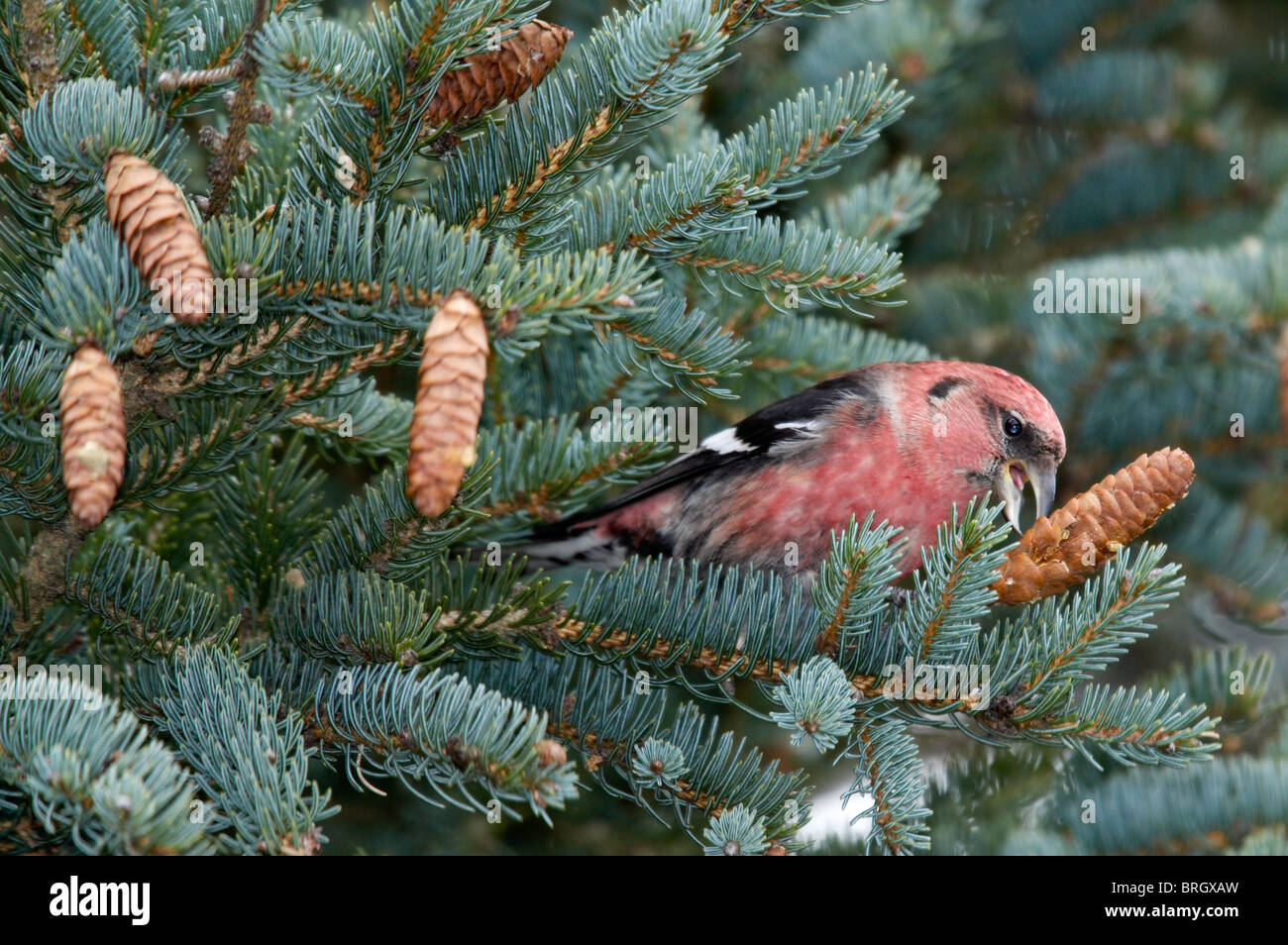 Adult White-winged Crossbill Feeding in Pine Tree Stock Photo - Alamy