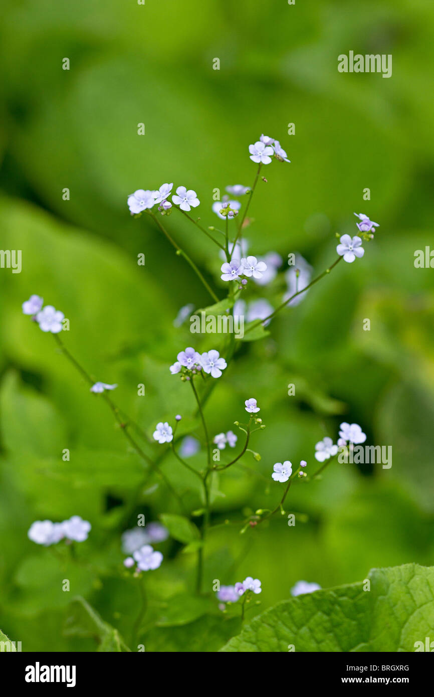 Blue flowers of Brunnera macrophylla plant Stock Photo - Alamy