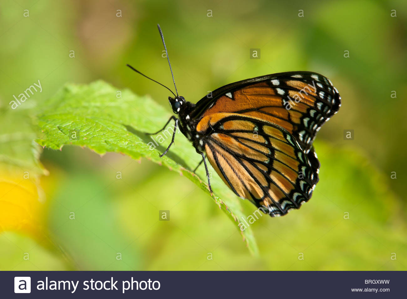 Mimicry And Viceroy High Resolution Stock Photography and Images - Alamy