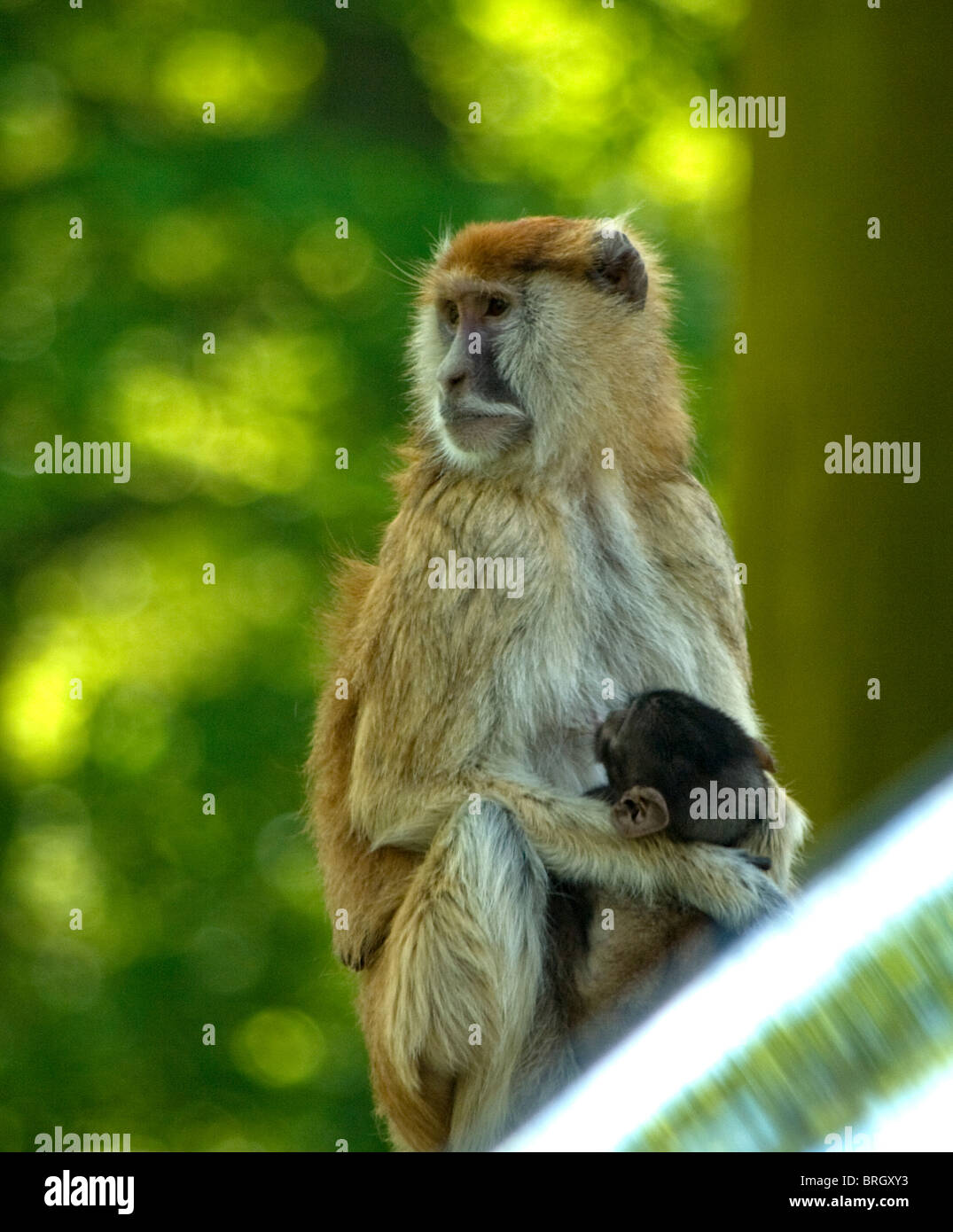 Monkey carrying hi-res stock photography and images - Alamy